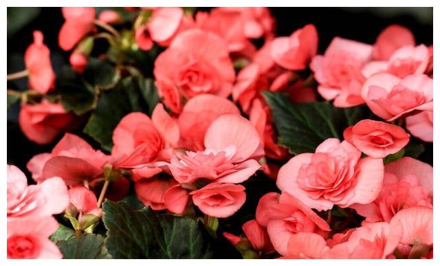 从明天开始，幸运直到年底，好运到来，福星高照，吉运缠身__财经头条