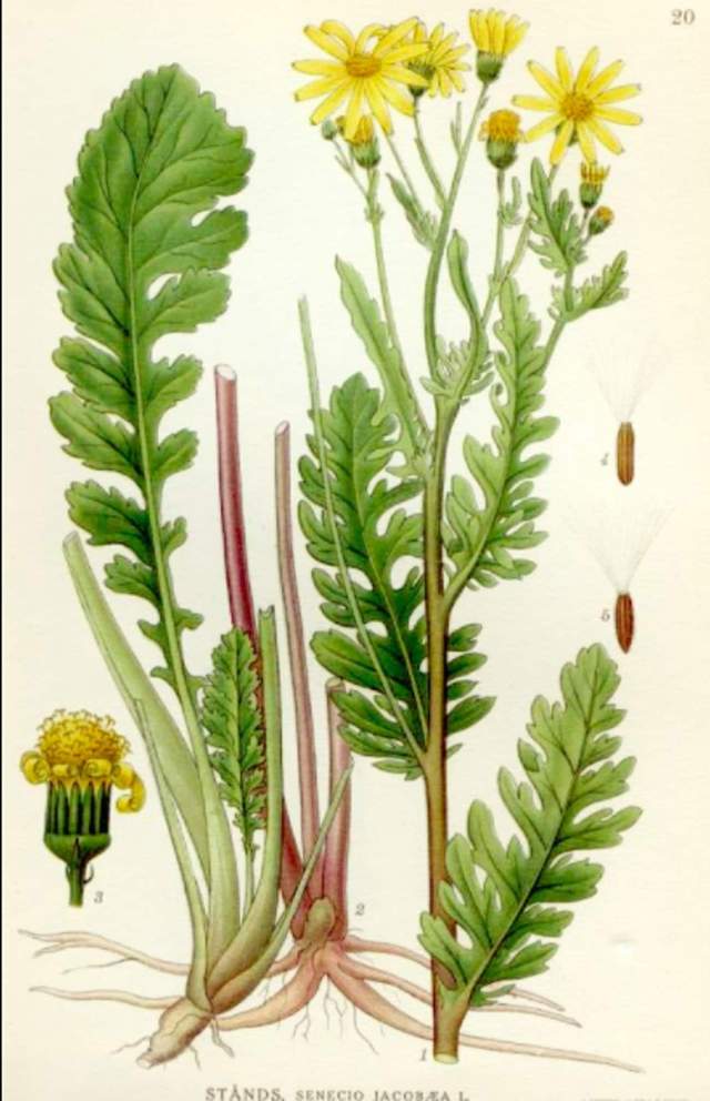 没错，爱情药水是真的！而且还很恶心