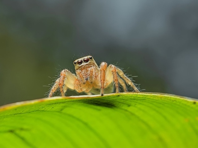 微距镜头和普通镜头的区别