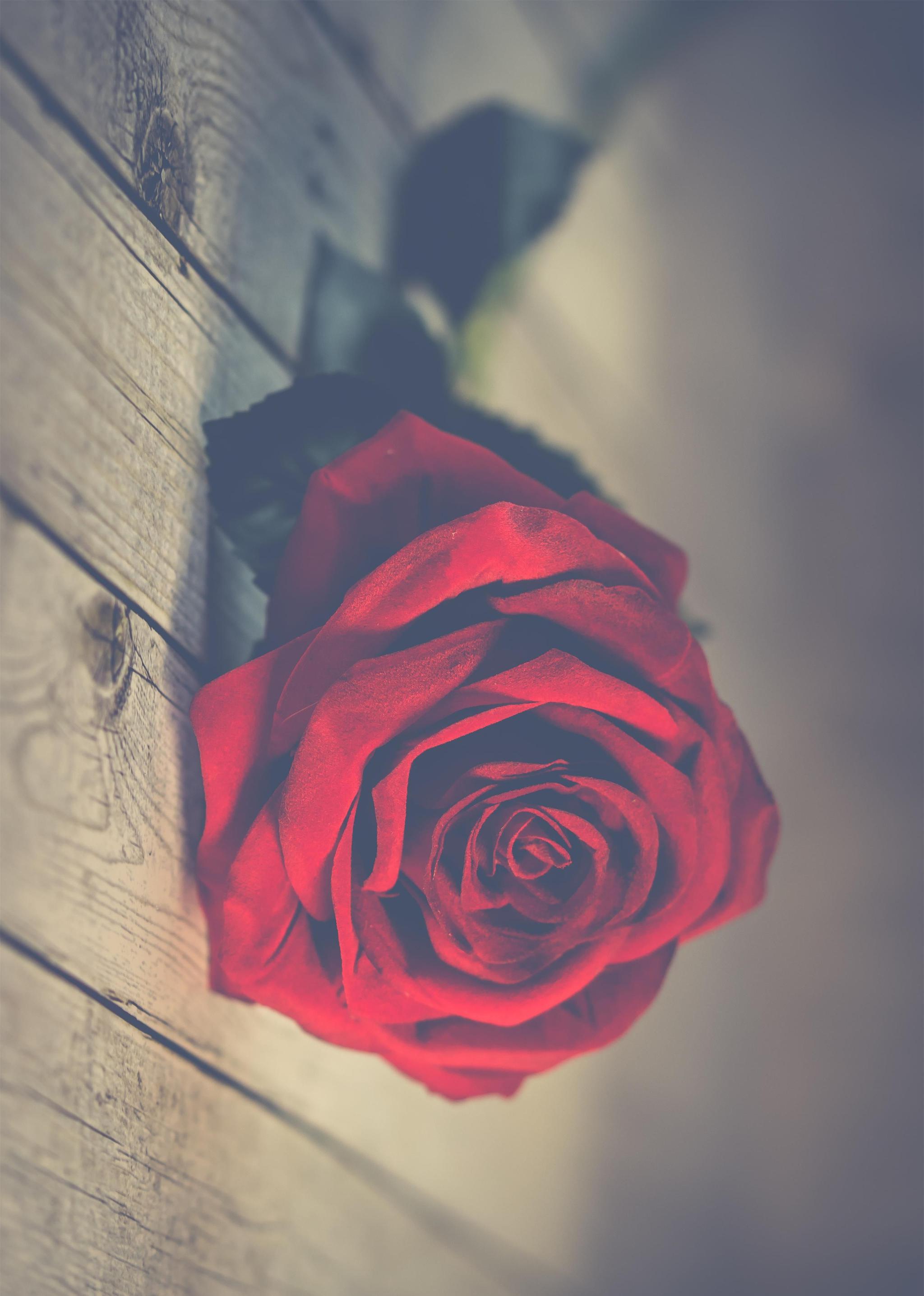 适合给女友推荐的玫瑰花素材手机壁纸，快看看有没有女友喜欢的