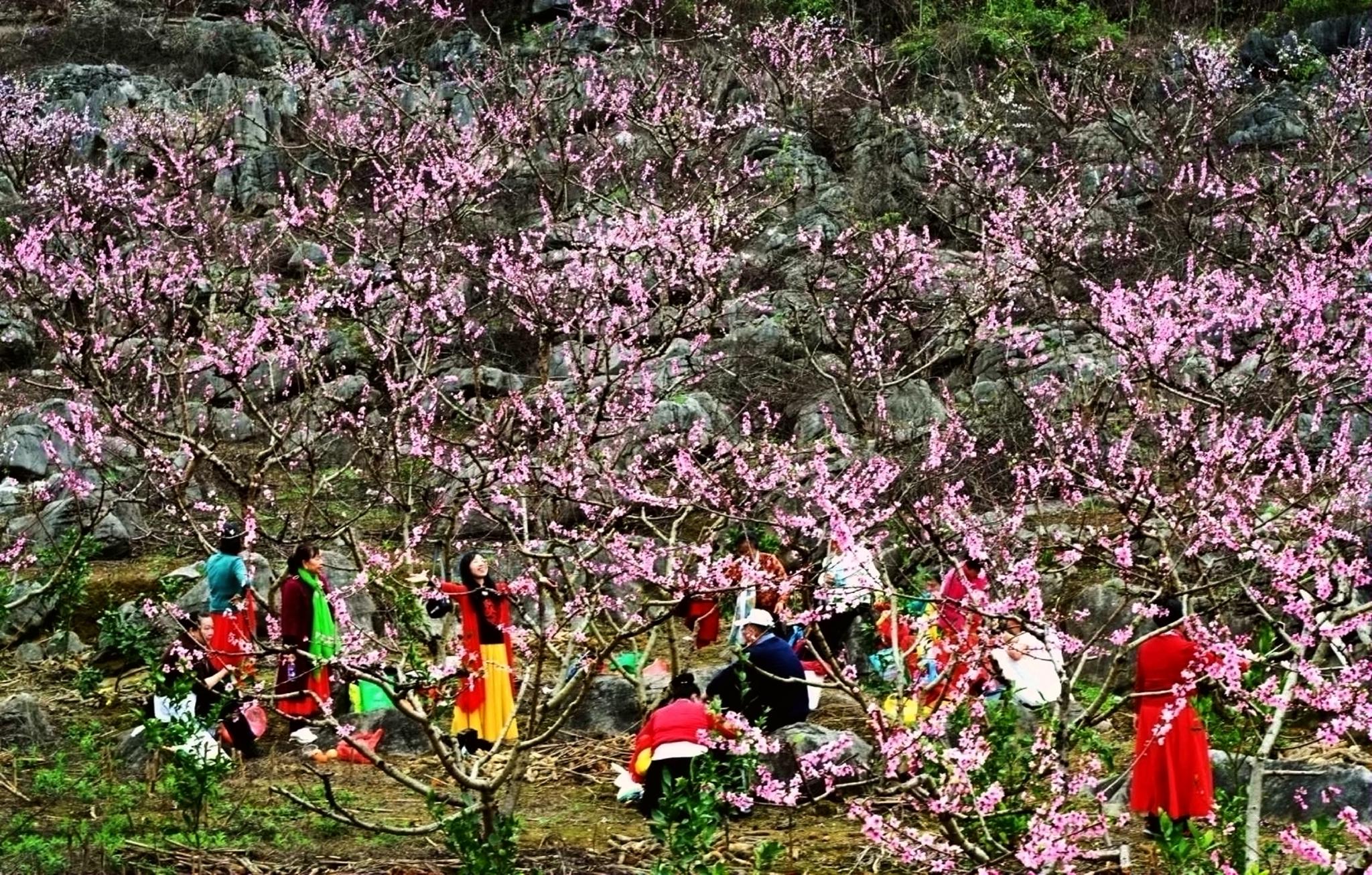 春风十里醉桃花，满园紫嫣映红霞 --三都摄协韦主席播报__财经头条