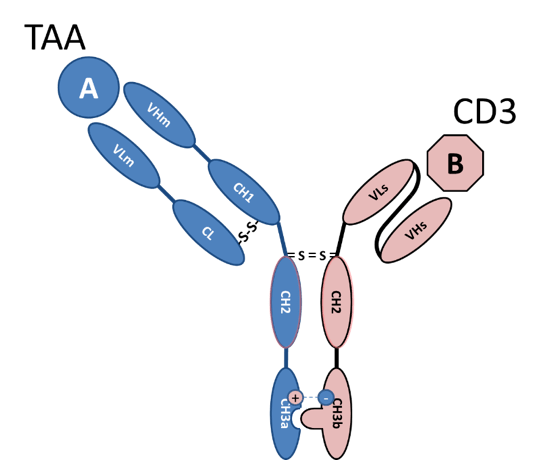 多发性骨髓瘤皇冠靶点CD38如何推陈出新？|多发性骨髓瘤|细胞|抗体_新浪新闻