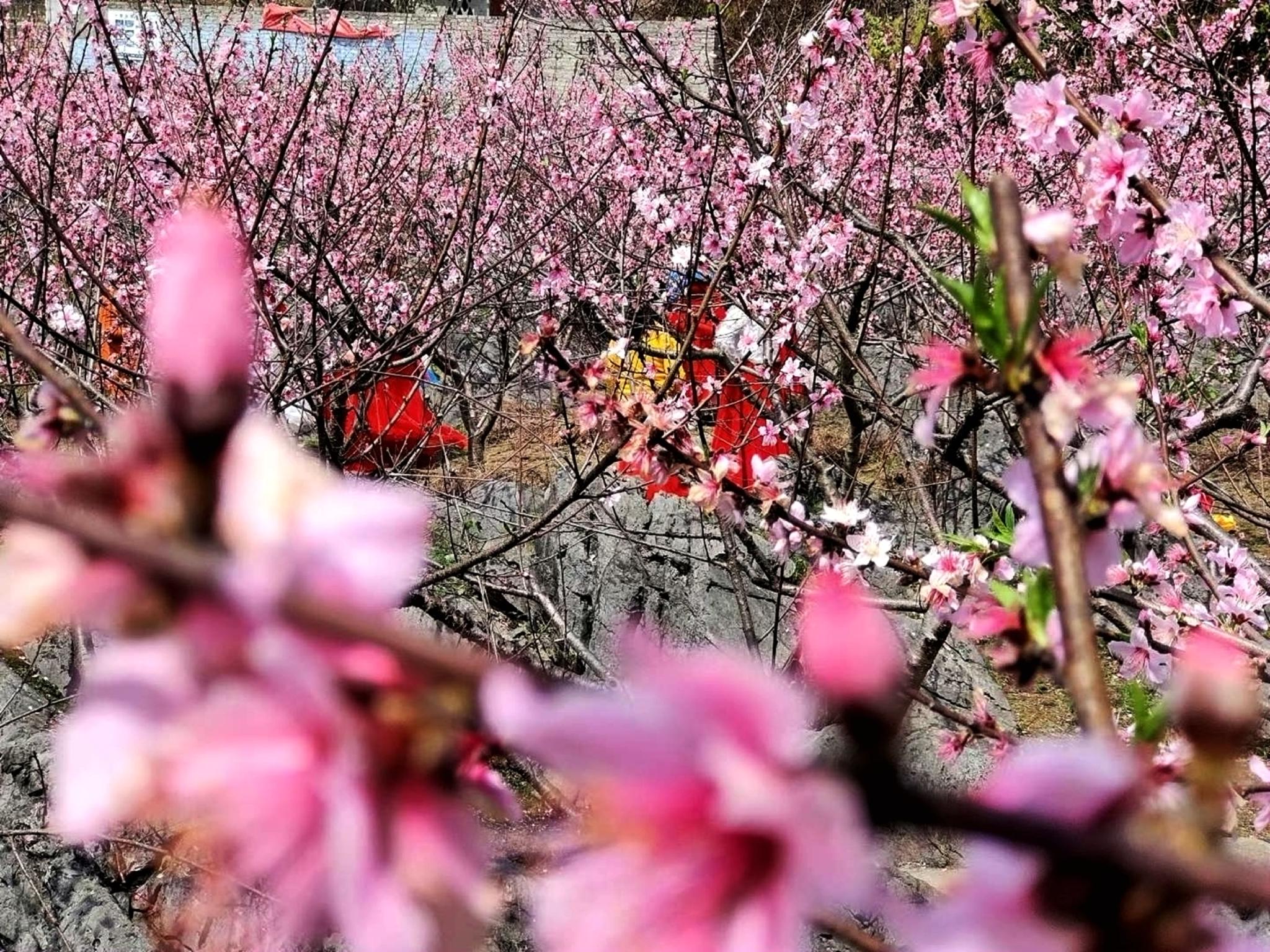 春风十里醉桃花，满园紫嫣映红霞 --三都摄协韦主席播报__财经头条