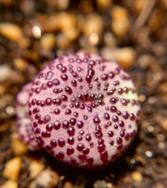 养肉锥，土要用的妙，泥炭土加火山石，促进发根，长的更饱满