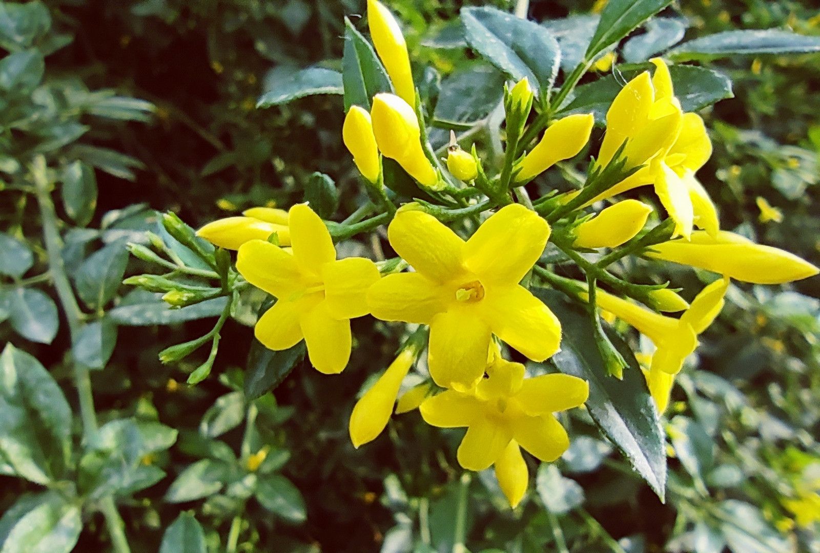 大明湖公园，探春花开，黄色的小花一朵朵