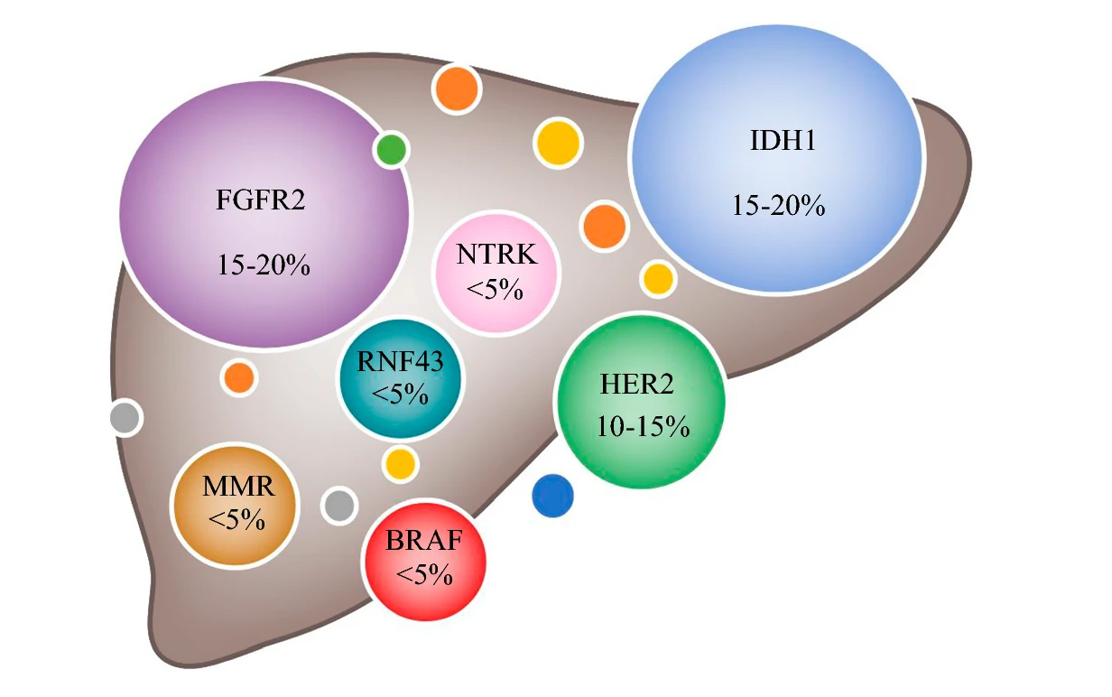 胆管癌第三个FGFR靶向药：中位DOR9.7个月！Lytgobi获批|应答|抑制剂|毒性_新浪新闻