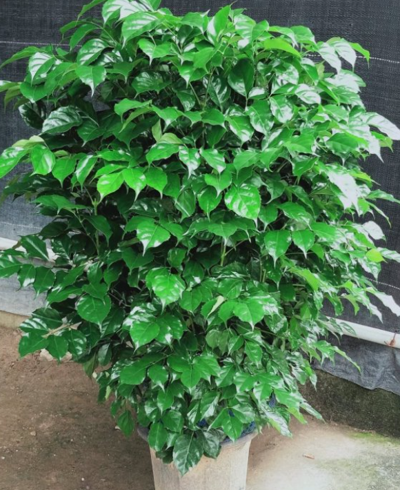 养幸福树，4件事必须做到位，让它枝繁叶茂，叶片绿得发亮__财经头条