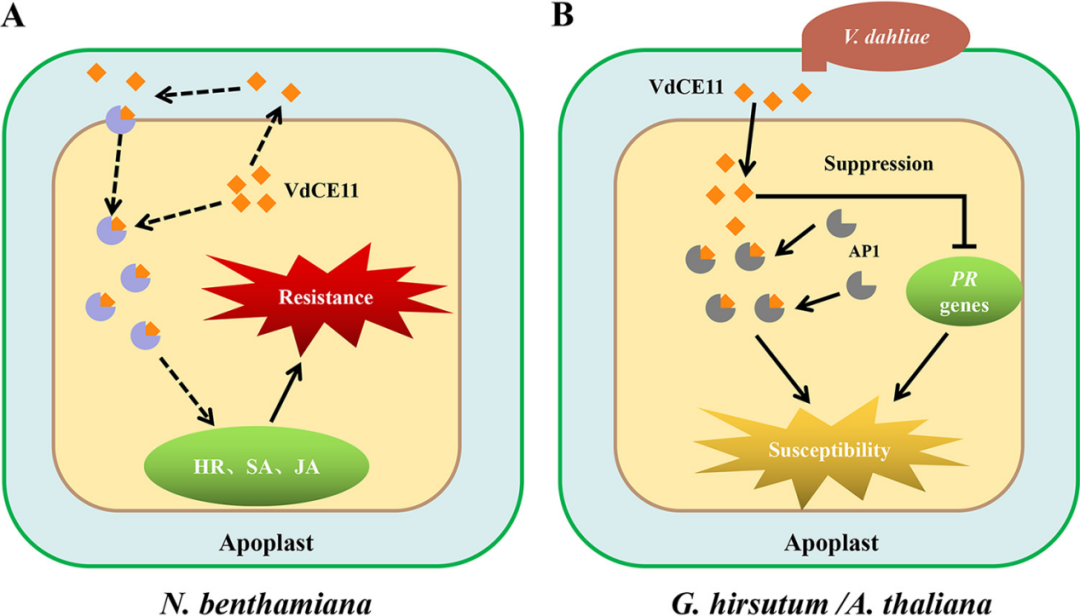 前沿篇│如何利用酵母双杂交研究真菌与植物宿主蛋白互作网络