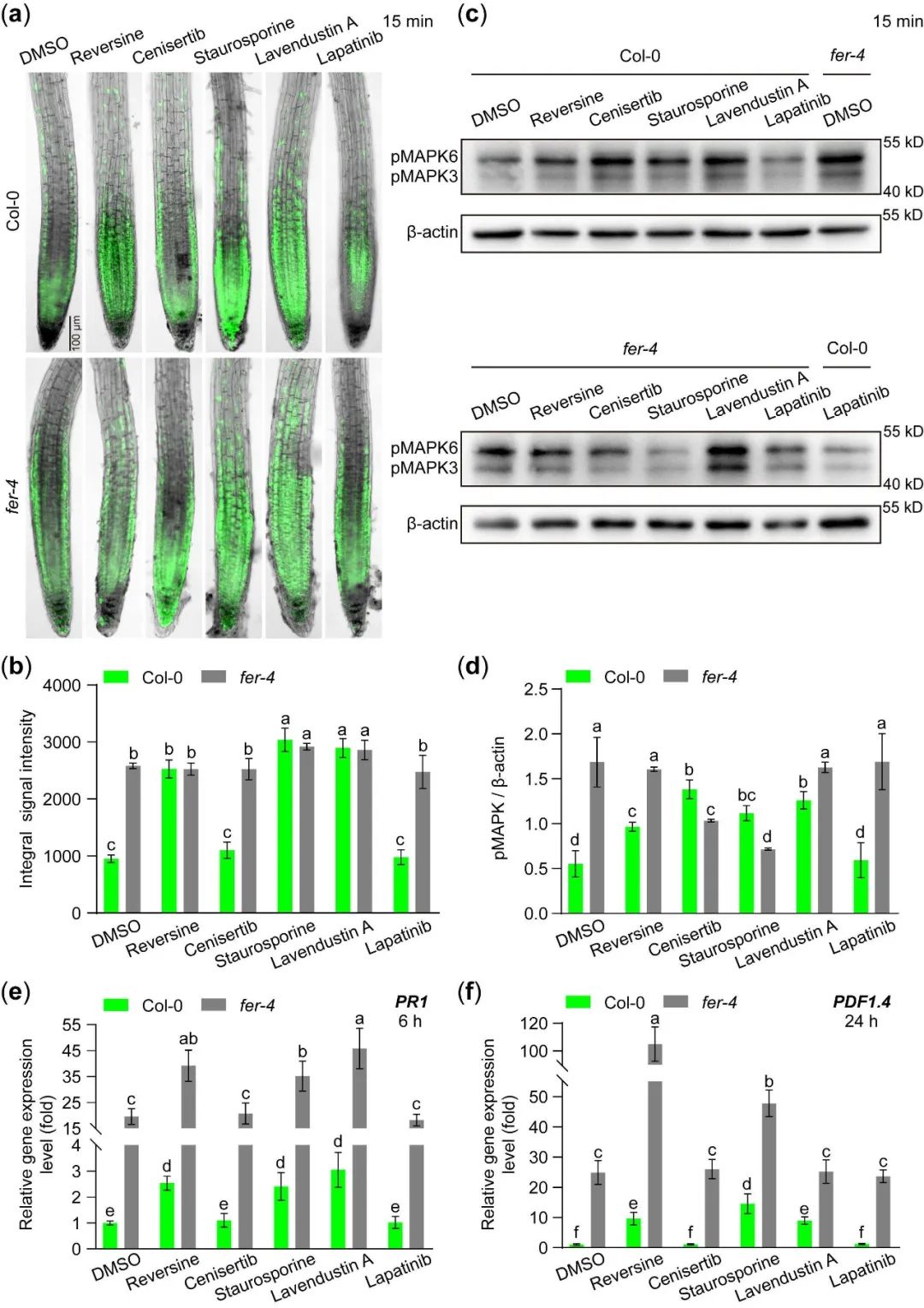 化学小分子通过抑制受体激酶FERONIA提高植物土传病害抗性|抑制剂|激酶|植物_新浪新闻