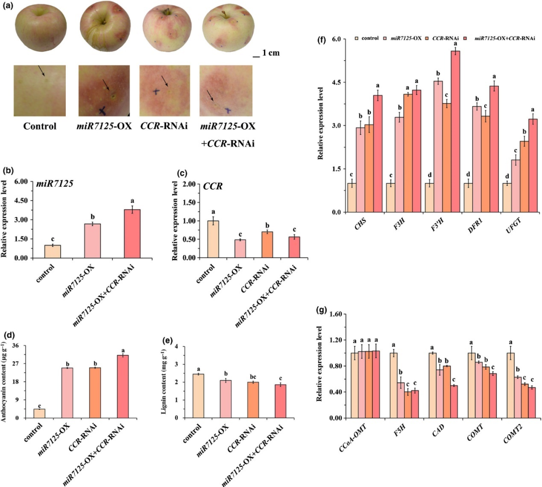 New Phytol | 转录组测序miRNA调控苹果花青苷机制成果__财经头条