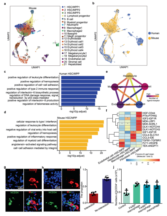单细胞转录组测序技术鉴定胎肝HSC/MPP扩增单元|Cell|细胞|巨噬细胞_新浪新闻