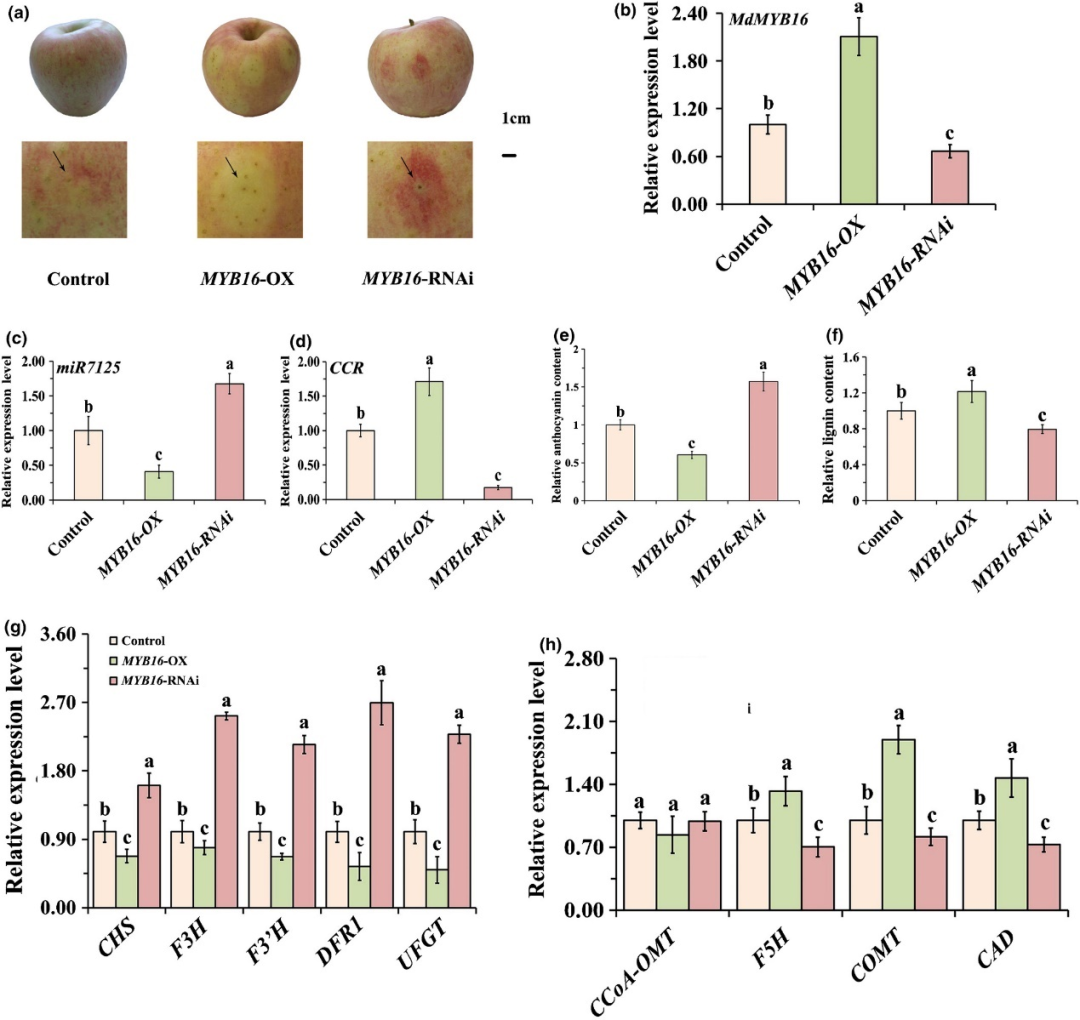 New Phytol | 转录组测序miRNA调控苹果花青苷机制成果__财经头条