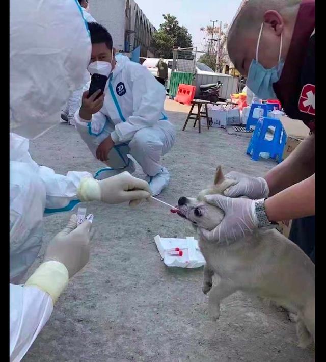 通知宠物要做核酸 有的狗戴着口罩就来了 掰开嘴的样子太好笑 财经头条