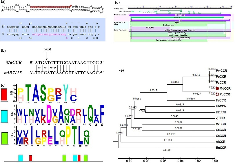 New Phytol | 转录组测序miRNA调控苹果花青苷机制成果