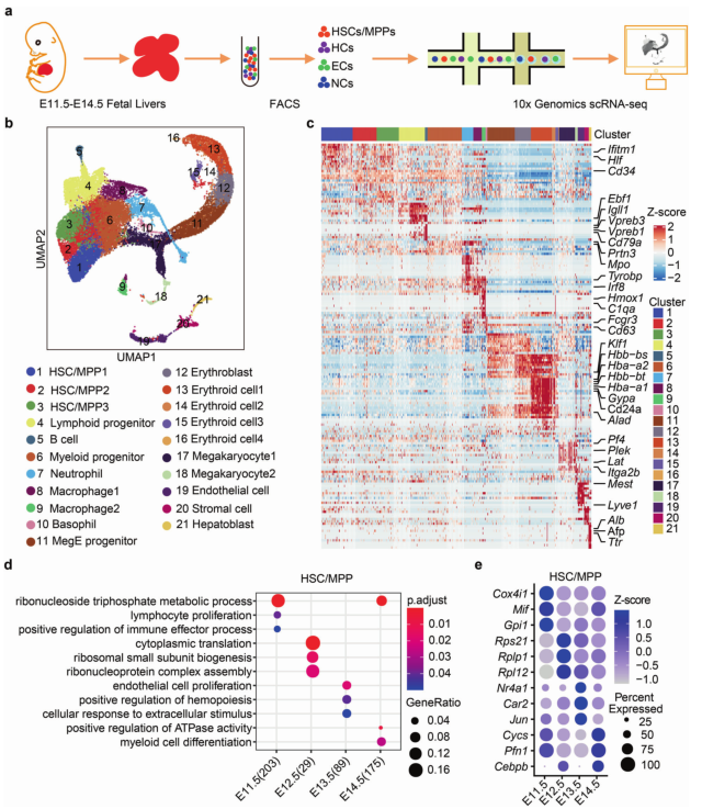 单细胞转录组测序技术鉴定胎肝HSC/MPP扩增单元|Cell|细胞|巨噬细胞_新浪新闻