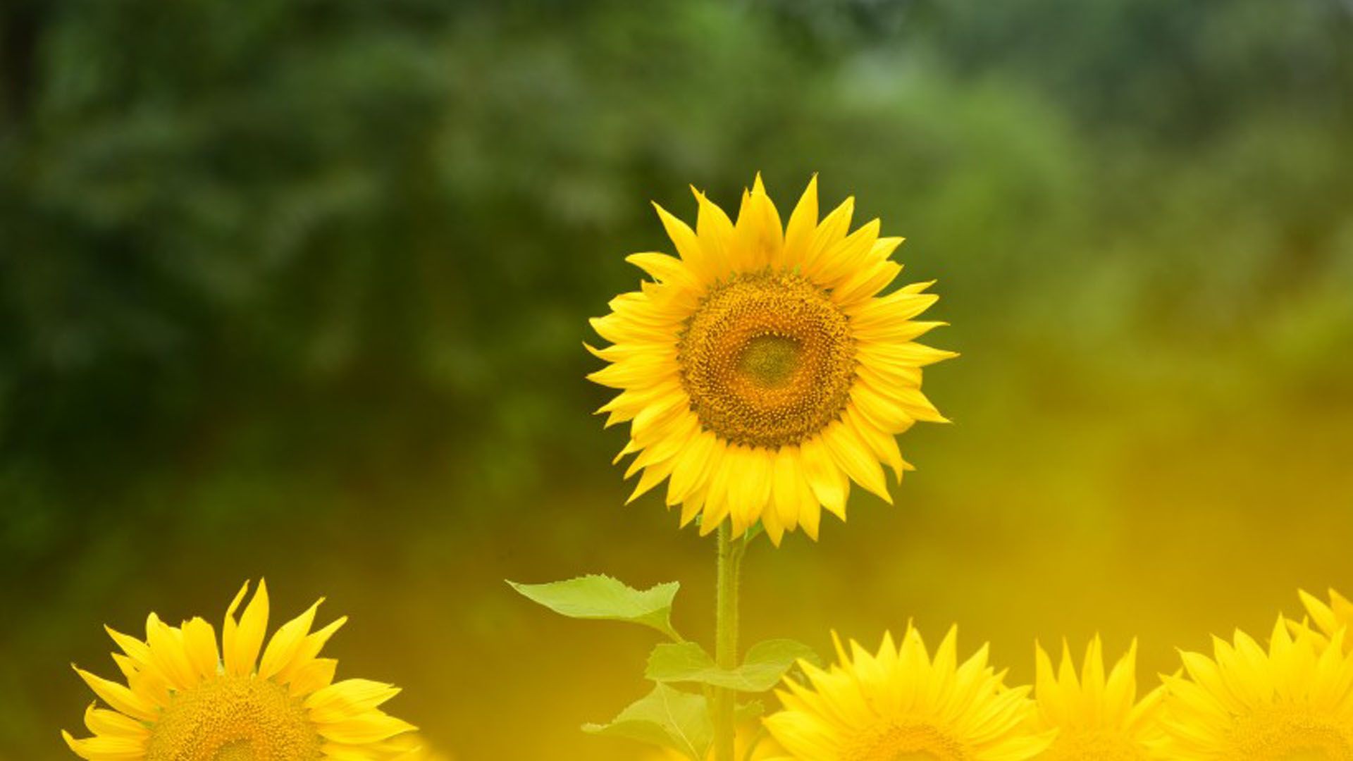 给大家分享一组精美的向日葵壁纸