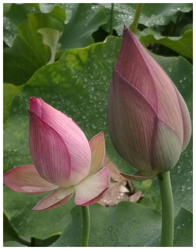 《道德经》：行善者必有福，作恶者必有报应|道德经|报应|德行_新浪新闻