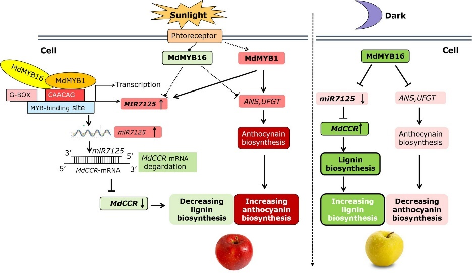 New Phytol | 转录组测序miRNA调控苹果花青苷机制成果
