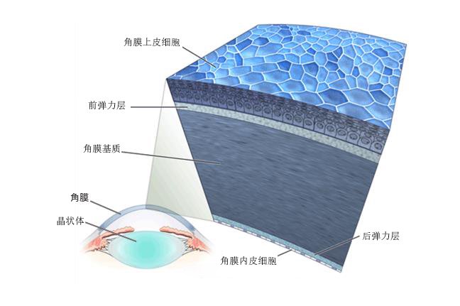 细胞疗法Vyznova已在日本上市，用于治疗大泡性角膜病变|角膜移植|眼部疾病|眼科|视力|新闻稿_新浪新闻