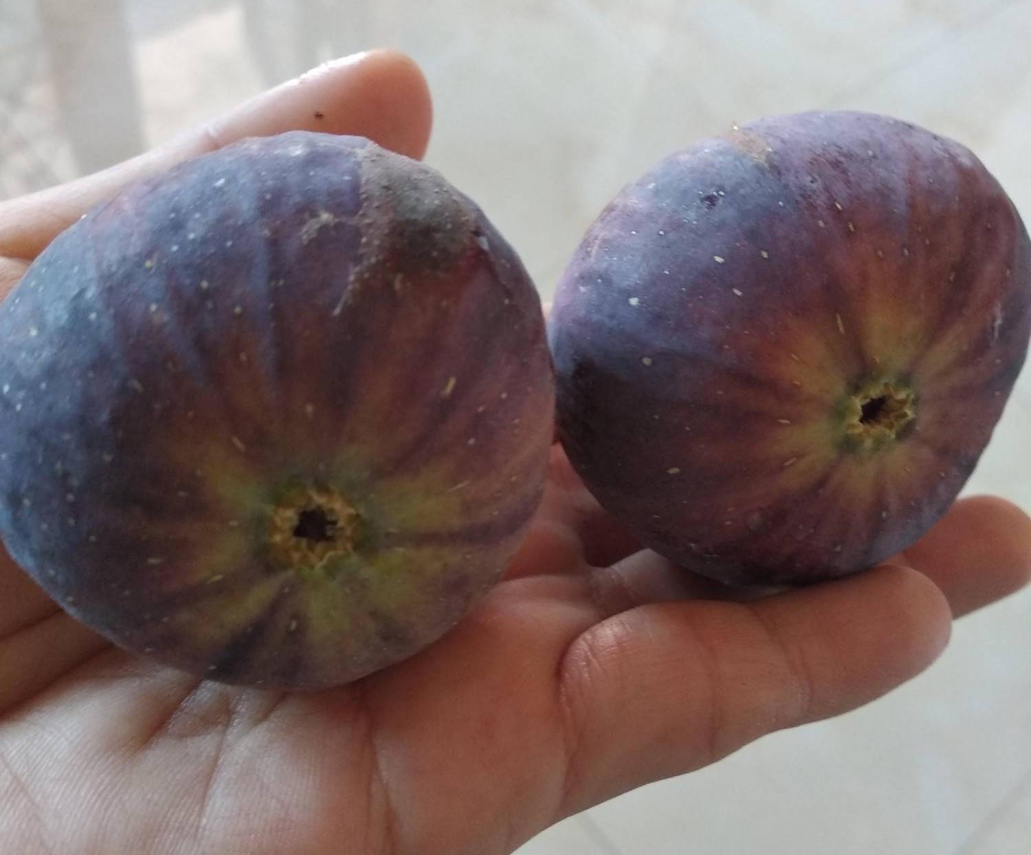 无花果品种大全，20个经典品种，各有特点，全都好吃|无花果|品种|果实_新浪新闻