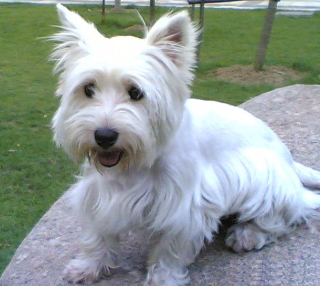 自负的西高地白梗犬，敢于挑战自己、挑战主人、挑战其它犬类