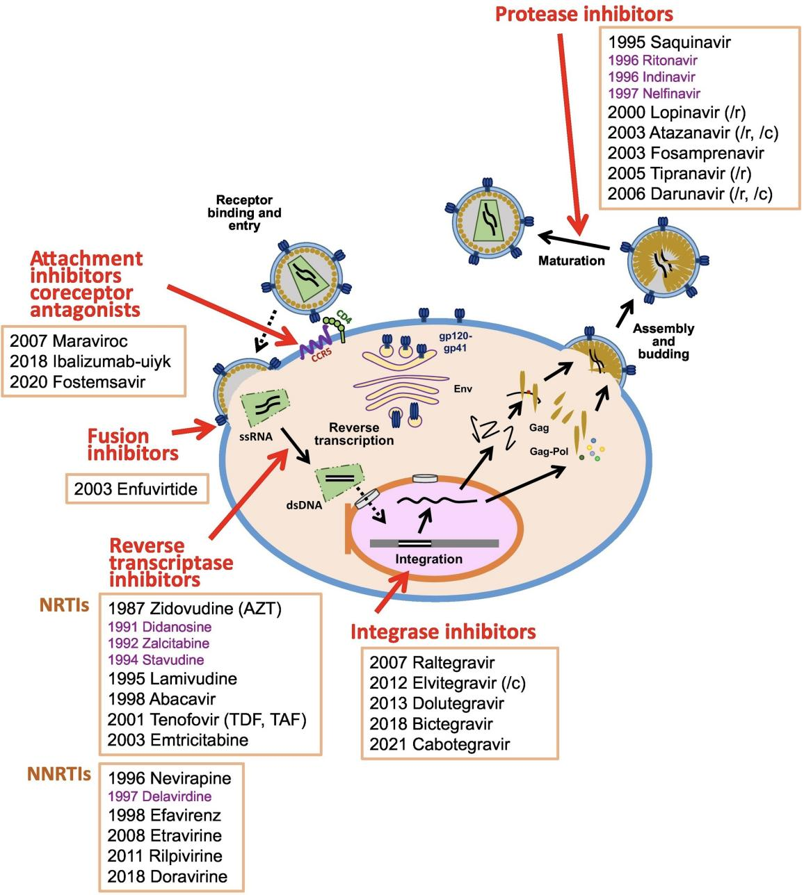 抗艾滋病药物领域的闪耀新星——Lenacapavir
