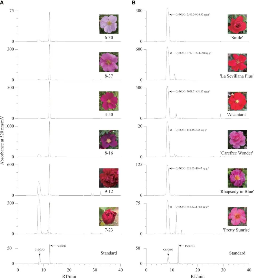 植物科学顶刊，转录组+代谢组学揭示玫瑰花色的形成机制__财经头条