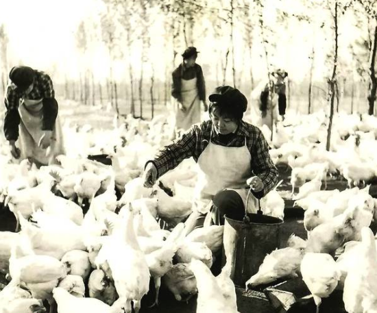 六七十年代生产队老照片，虽然穷但干劲十足