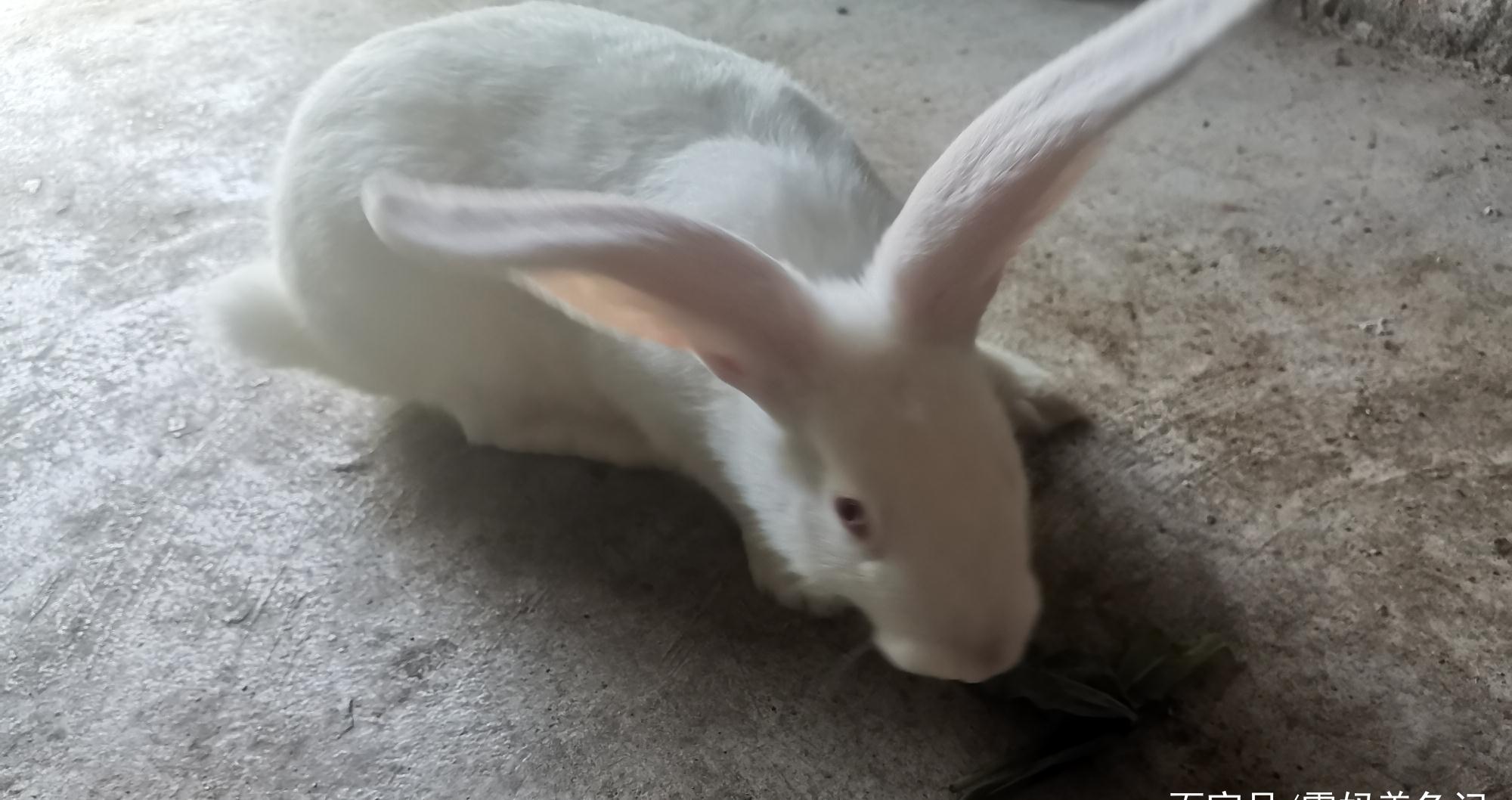 如何辨别母兔发情及配种注意事项？__财经头条