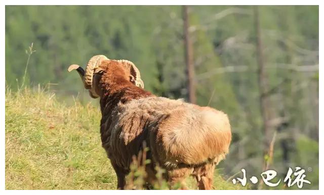 尾大如盆的羊，你吃过吗？这才是真正小时候的羊|新疆|阿勒泰|肥臀_新浪新闻