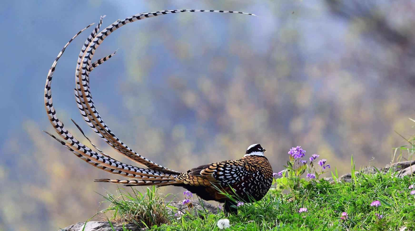 信阳罗山董寨国家级自然保护区，野外朱鹮栖息地，白冠长尾雉之乡