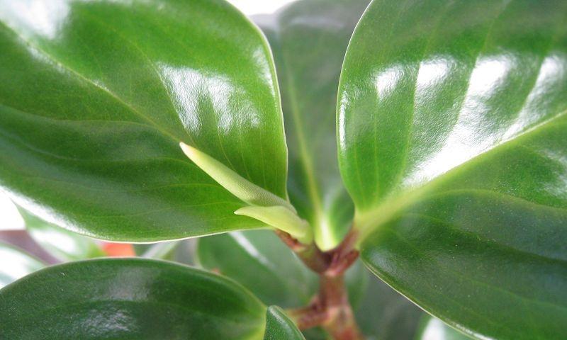 此花象征着公平和公正，代表一份坚持和信念，是寓意非常好的花卉|豆瓣绿|花卉|寓意_新浪新闻