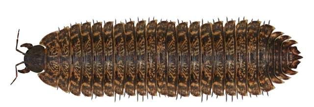 揭秘史前巨型千足虫的14大真相，居然没有已知的捕食者__财经头条