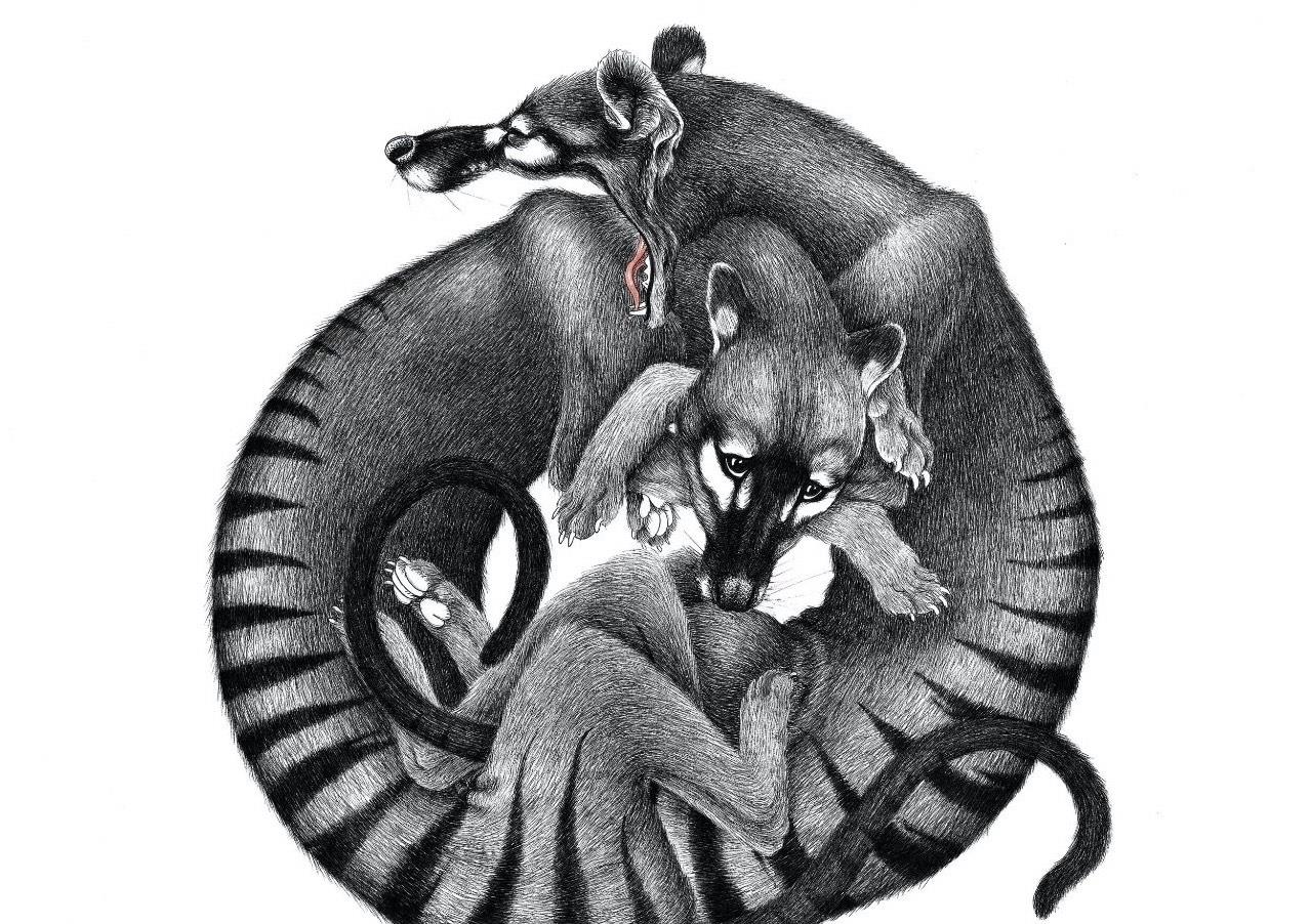 法裔新西兰插画师Cielle Graham作品欣赏__财经头条