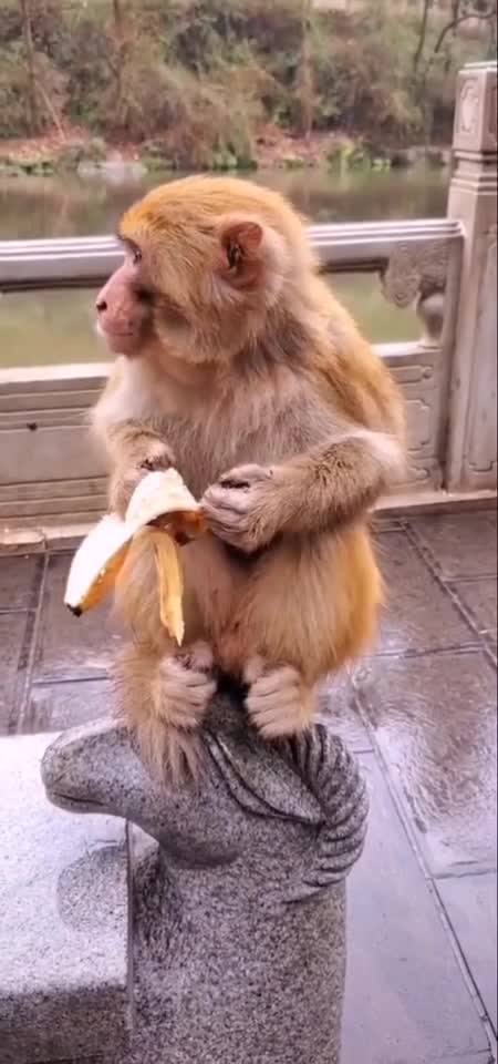 疫情快过去吧要不然吃香蕉皮的不光是猴子了|新冠肺炎_新浪新闻