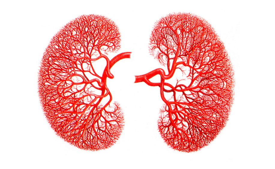 慢性肾病透析所致贫血新治疗选择：FDA批准口服药物daprodustat