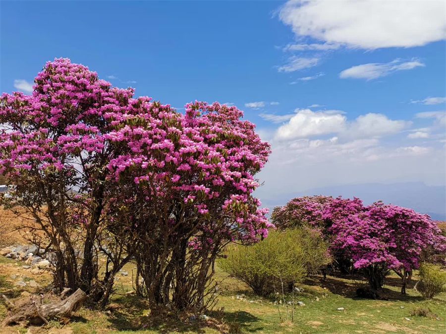 杜鹃花开，快来大理看一看这“映山红遍”