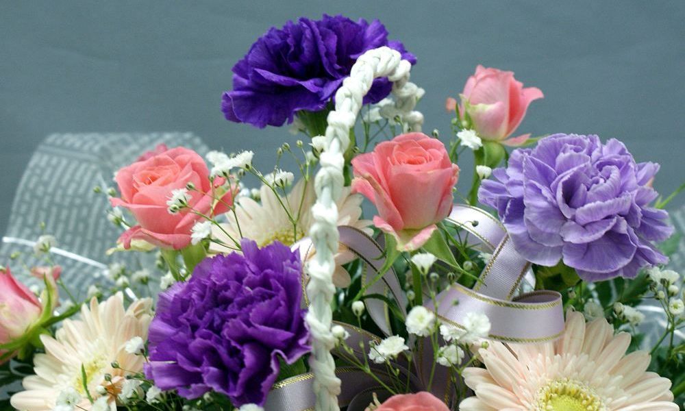 “众神之花”康乃馨