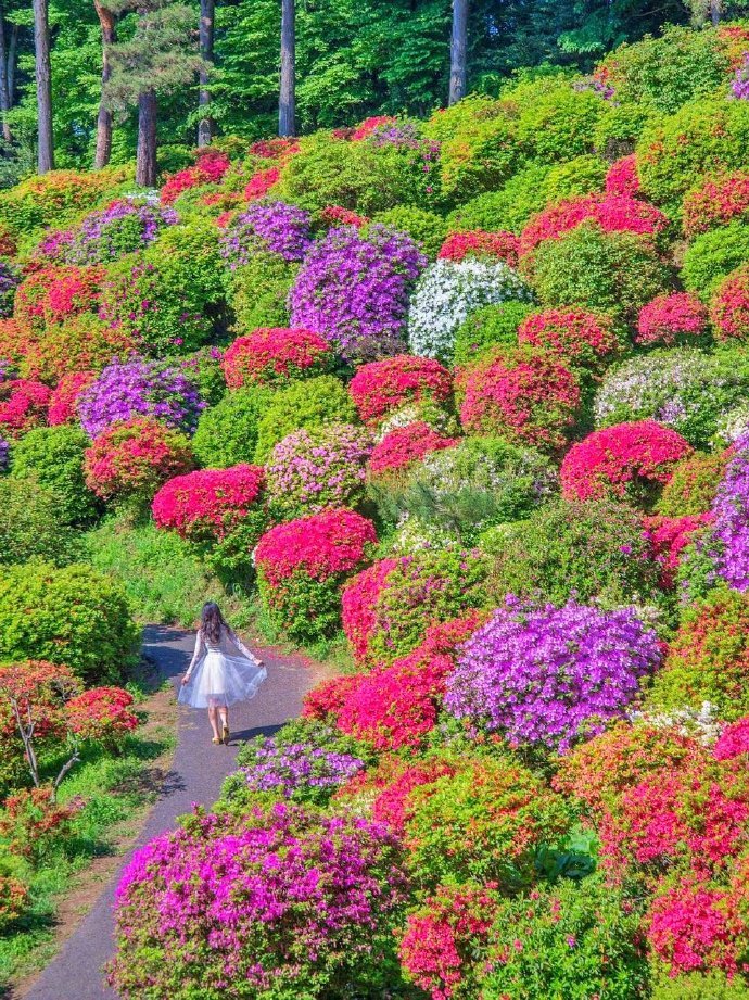 五颜六色的杜鹃花海美爆了。