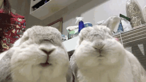 3只兔子7个月繁殖近百只！为何兔子繁殖速度这么快却少有人养？|养殖|兔肉|后代_新浪新闻