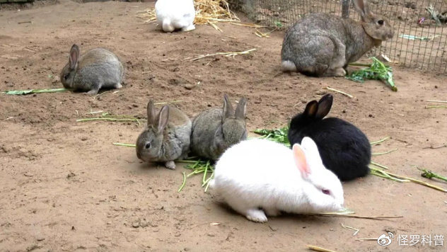 3只兔子7个月繁殖近百只！为何兔子繁殖速度这么快却少有人养？|养殖|兔肉|后代_新浪新闻