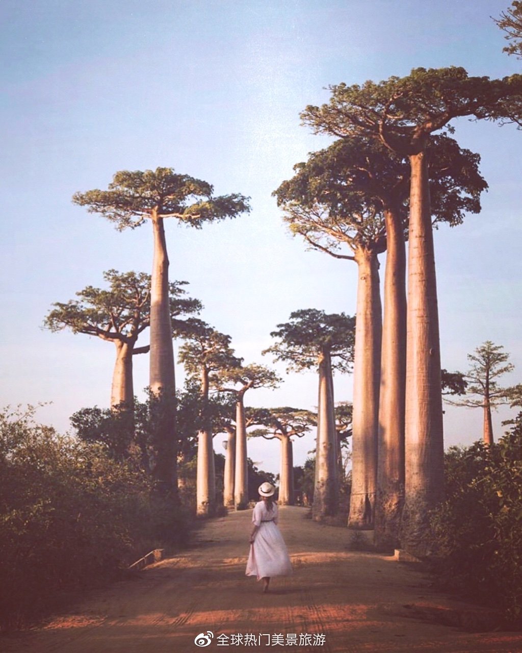 马达加斯加的猴面包树·好治愈哦！