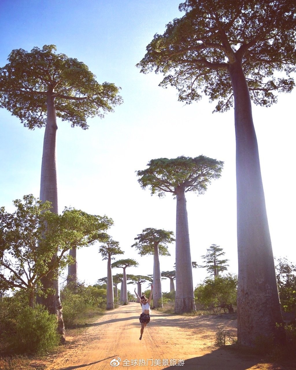 马达加斯加的猴面包树·好治愈哦！