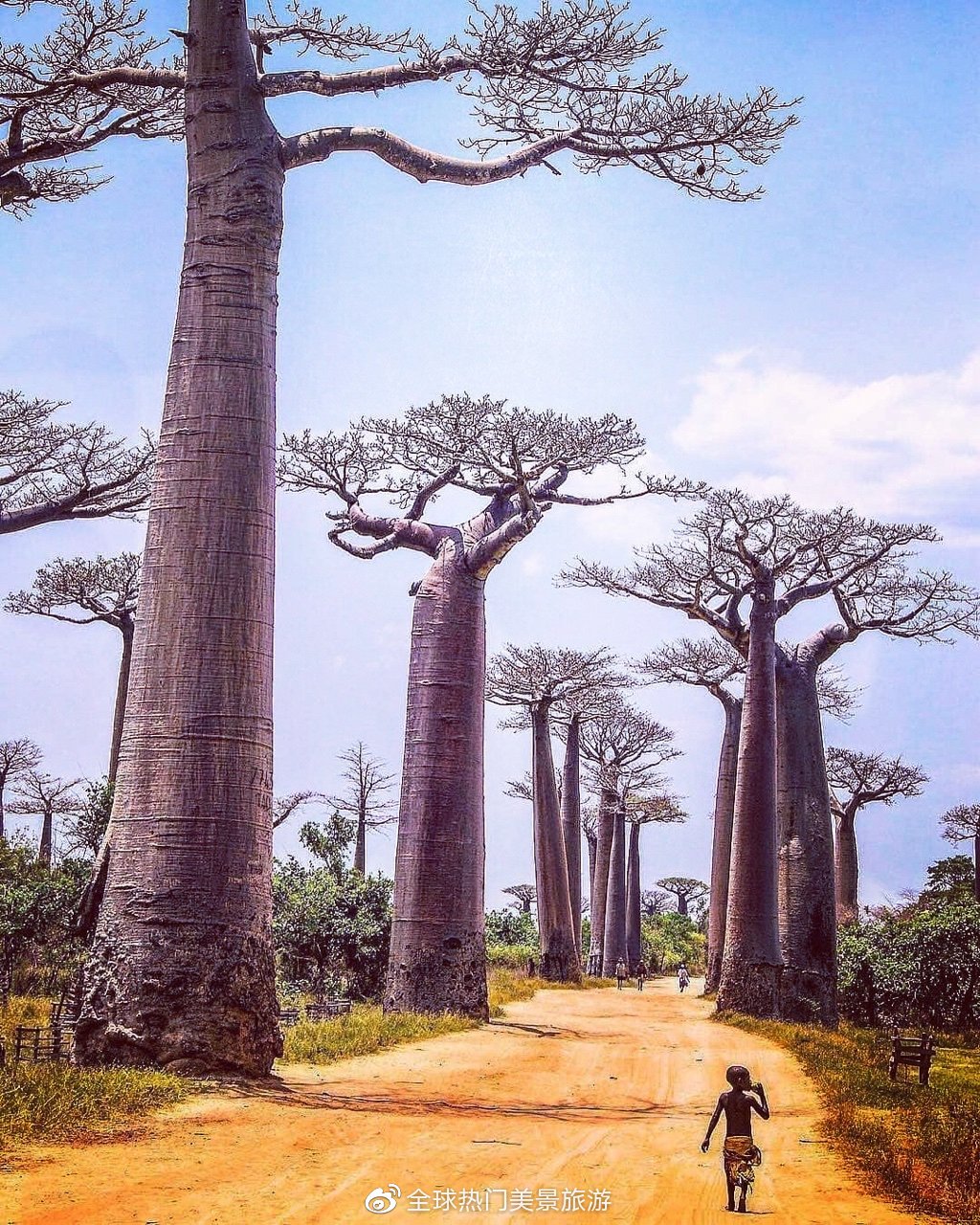 马达加斯加的猴面包树·好治愈哦！