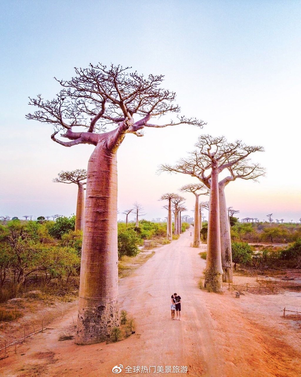 马达加斯加的猴面包树·好治愈哦！