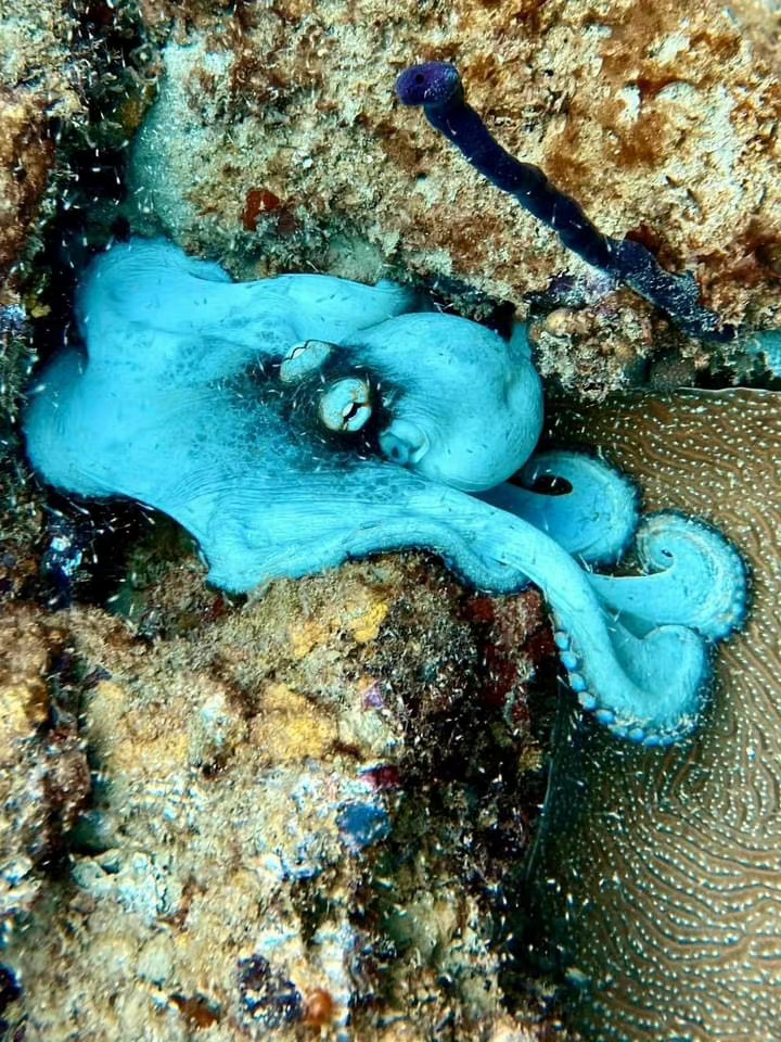 普通章鱼Octopus vulgaris__财经头条