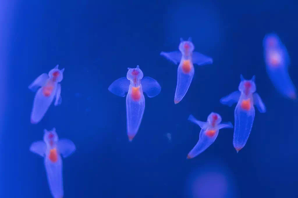 冰海精灵 / 裸海蝶 / 海天使Clione limacina学名源自希腊神话中海
