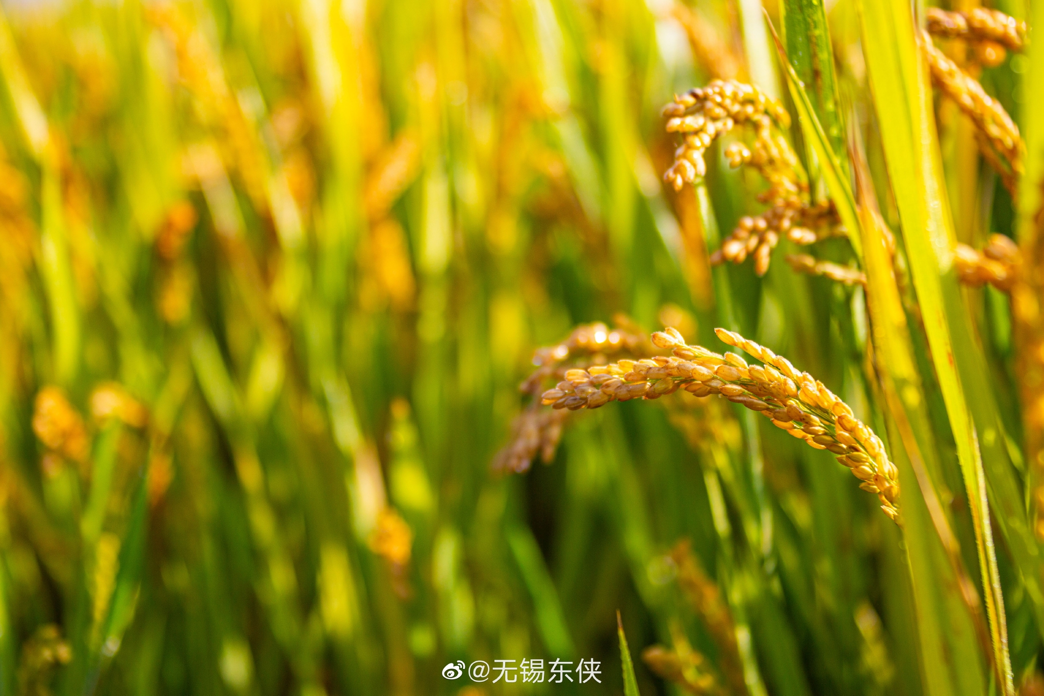 秋天的田野，稻花儿飘香……__财经头条