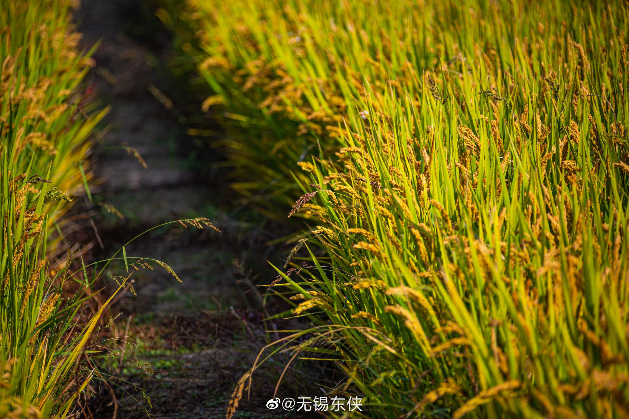 秋天的田野，稻花儿飘香……__财经头条