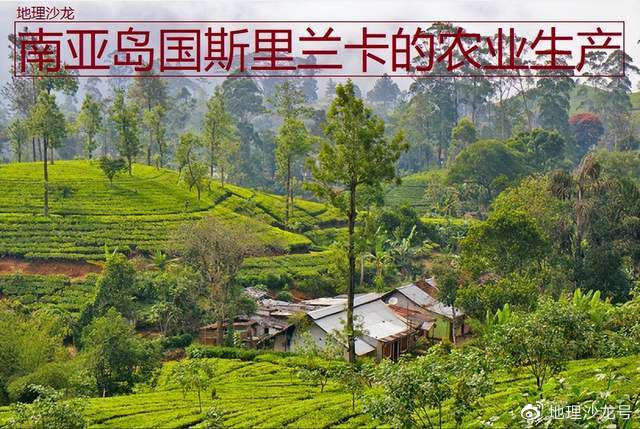 南亚岛国斯里兰卡以农业为主，茶叶、椰子和橡胶是三大传统农产品__财经头条